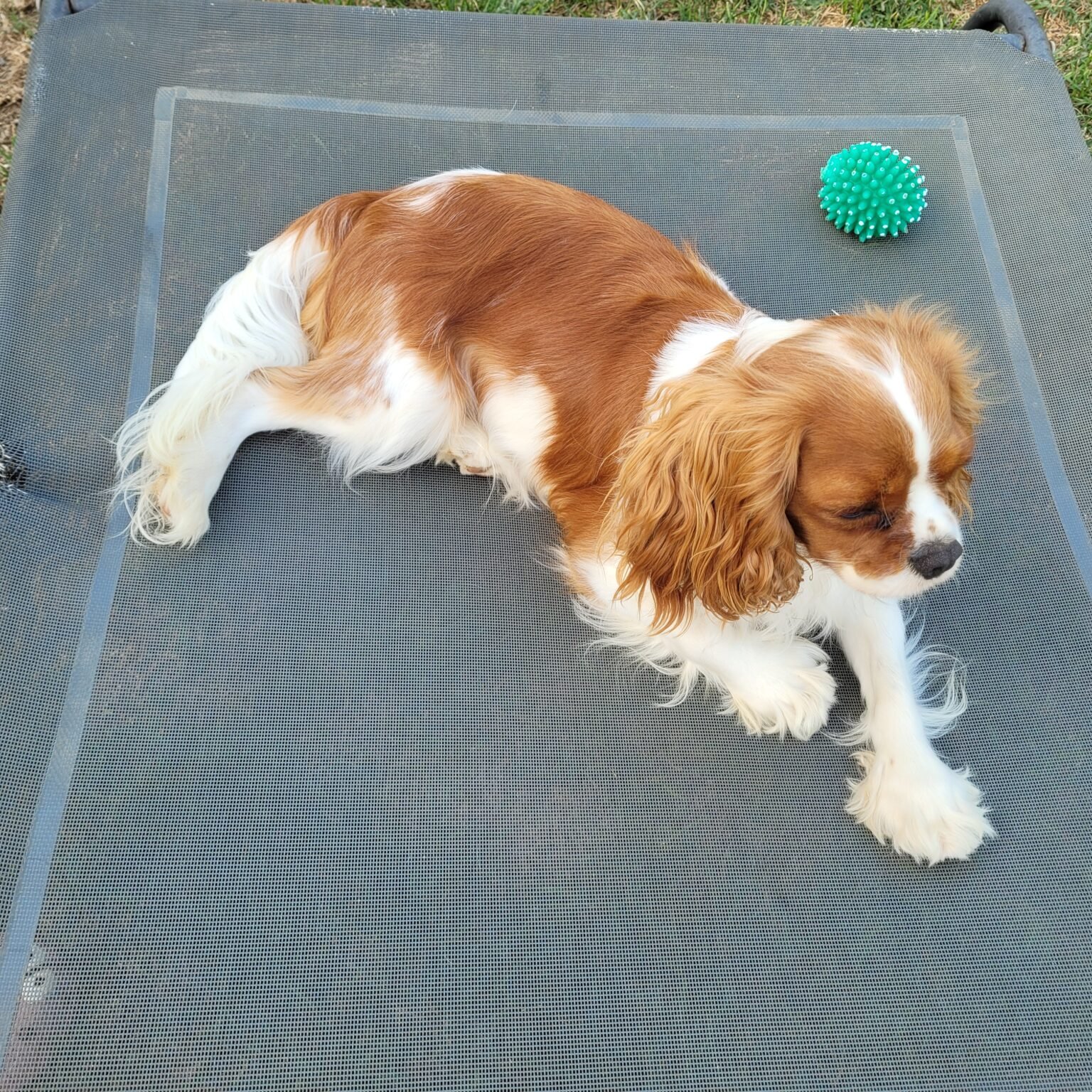 Élevage de Cavaliers King Charles | Éleveuse Pro & Certifiée