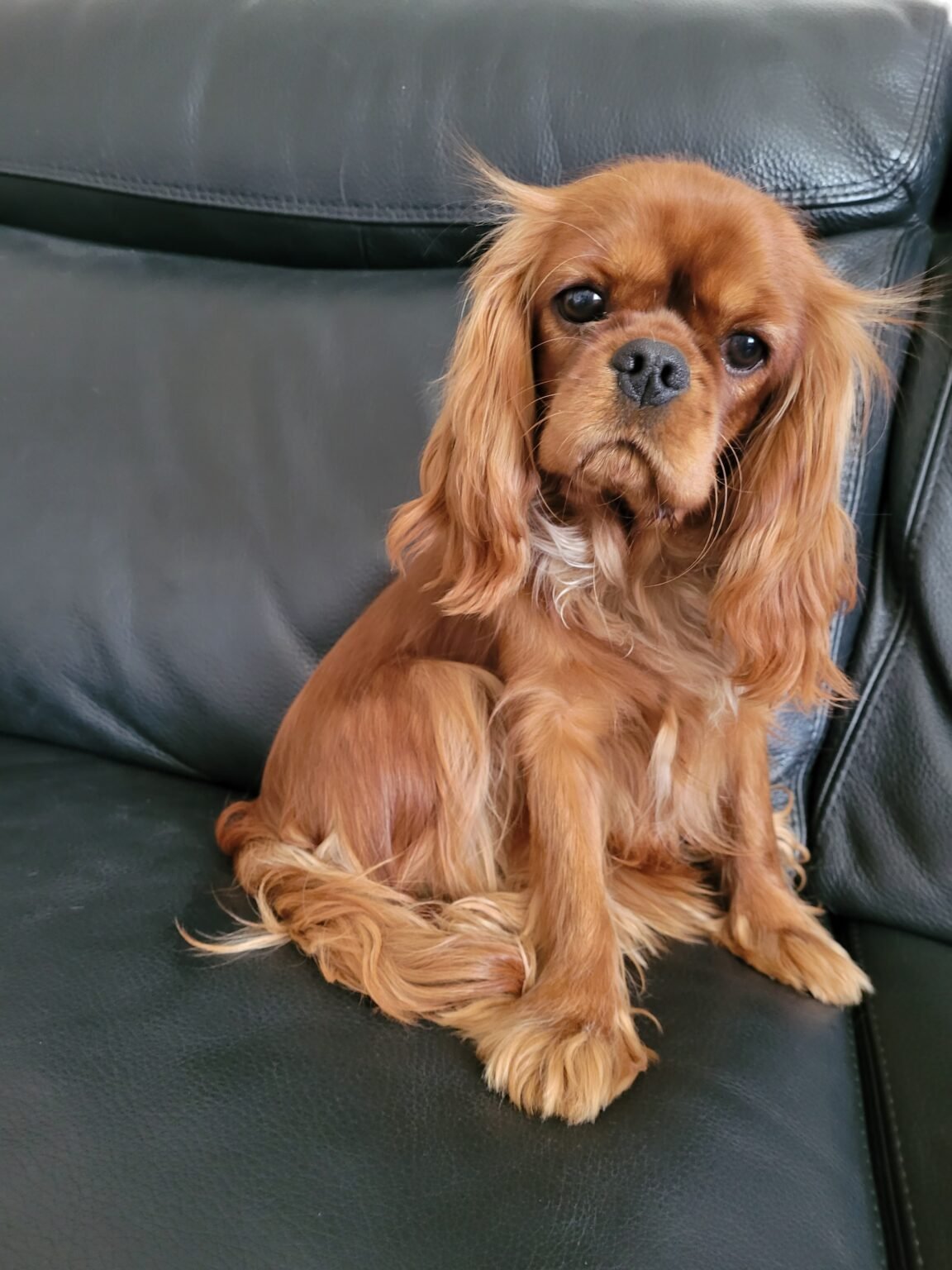 Élevage de Cavaliers King Charles en Occitanie